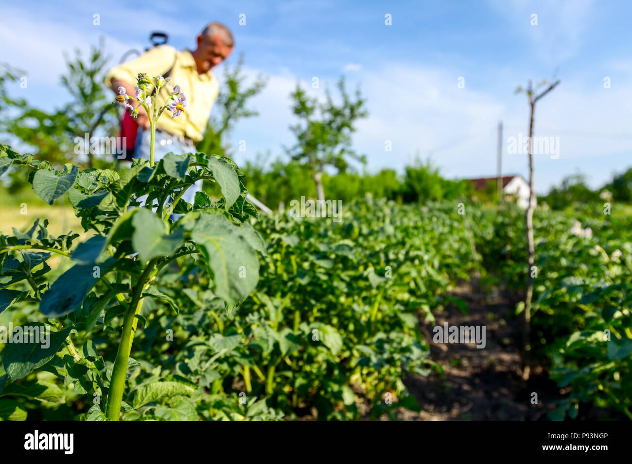 Farmer sprays inflorescence potatoes plants to protect them with ...