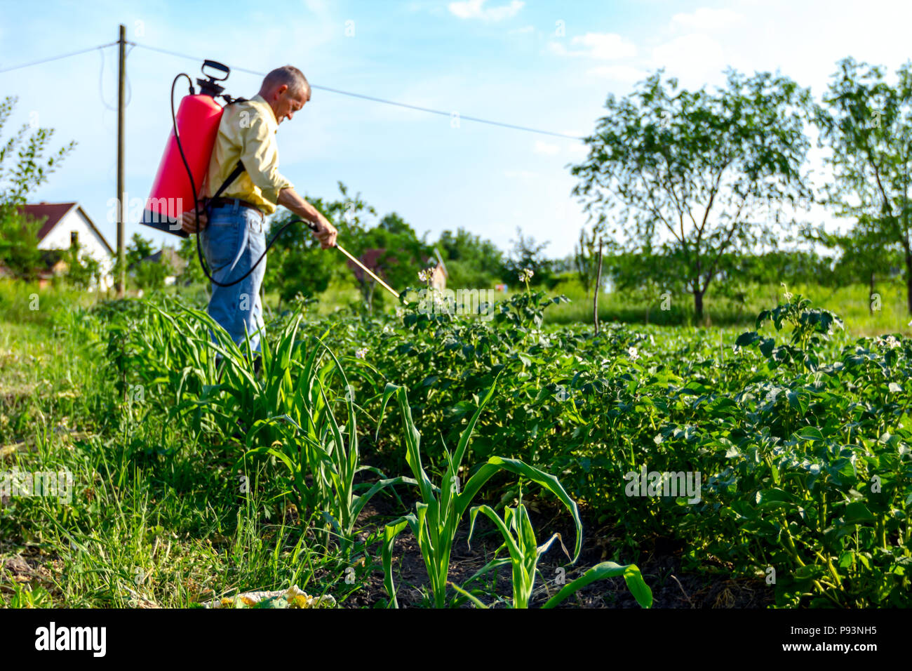 Farmer sprays inflorescence potatoes plants to protect them with ...