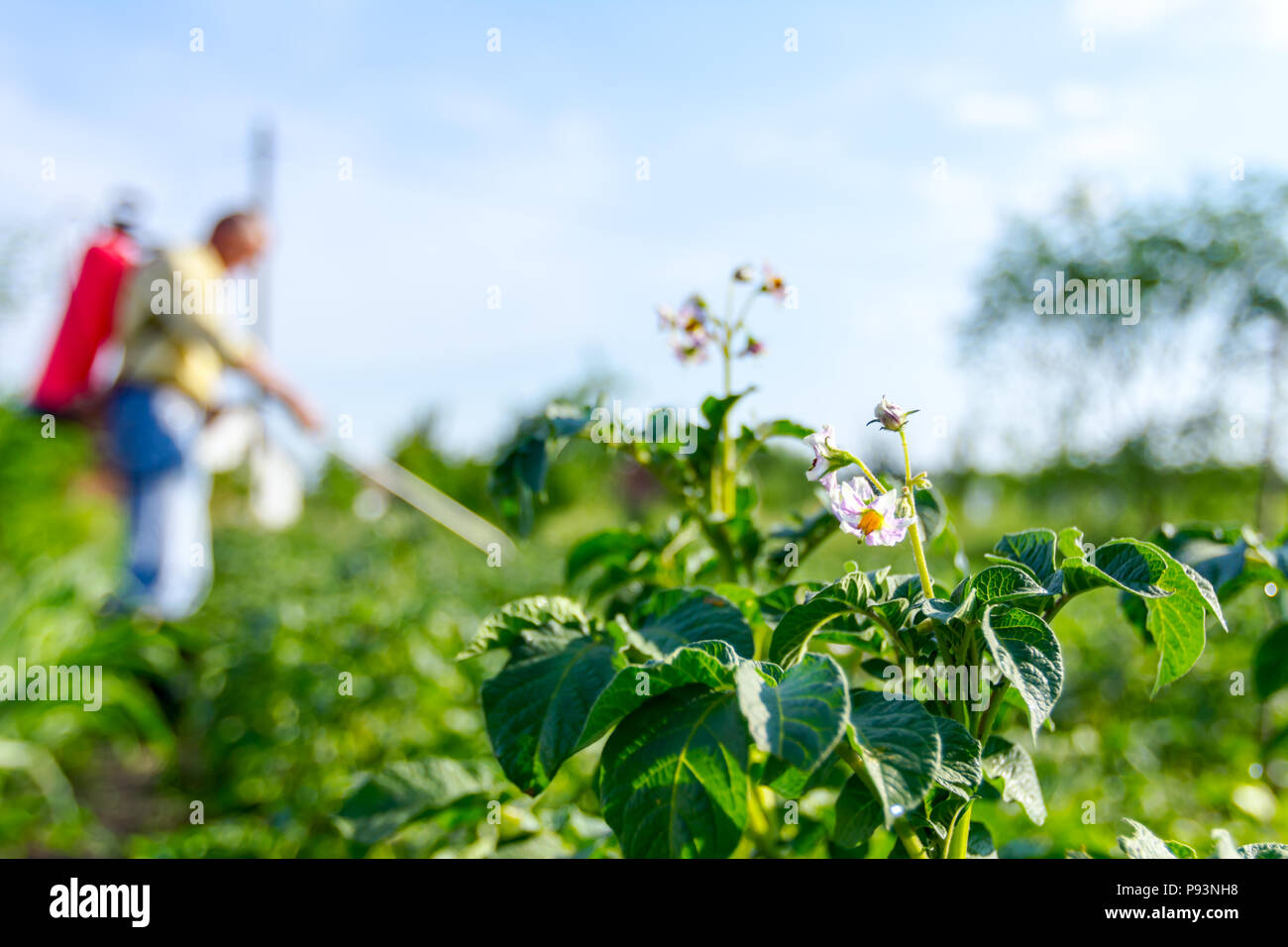 Farmer sprays inflorescence potatoes plants to protect them with ...