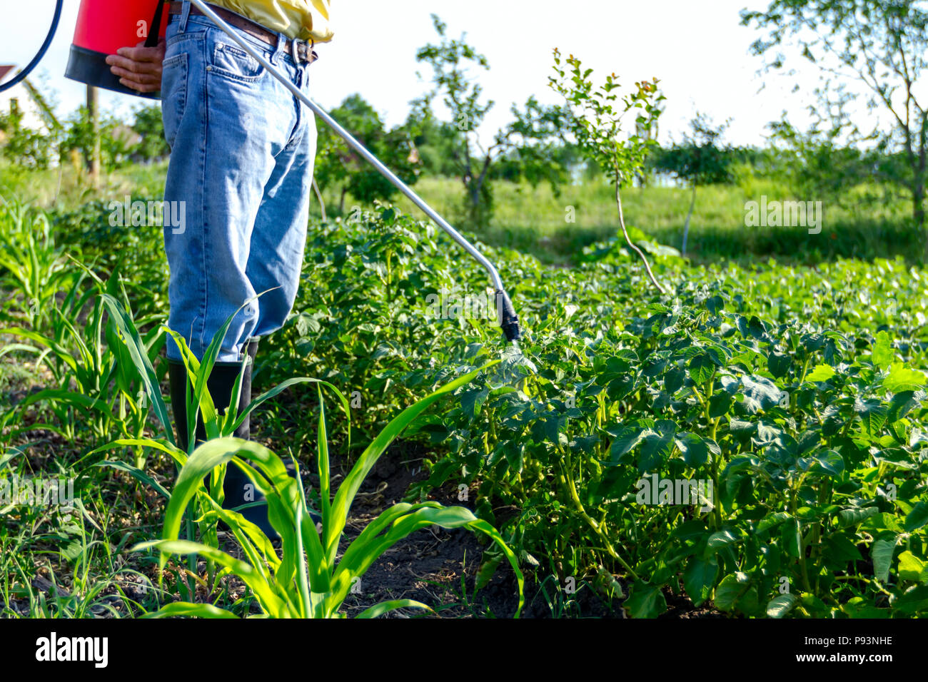 Farmer sprays inflorescence potatoes plants to protect them with ...