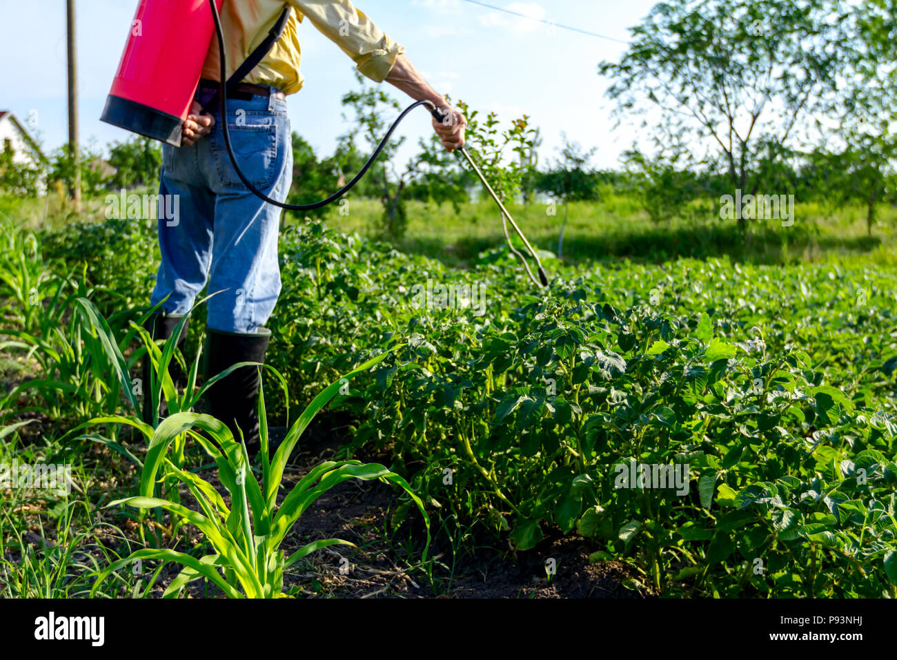 Farmer sprays inflorescence potatoes plants to protect them with ...