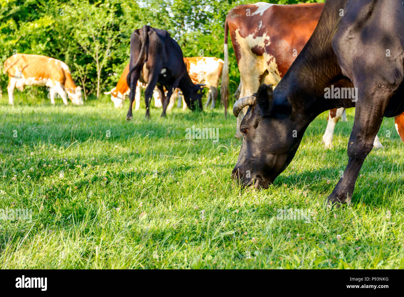 Grass Feed Cattle High Resolution Stock Photography and Images - Alamy