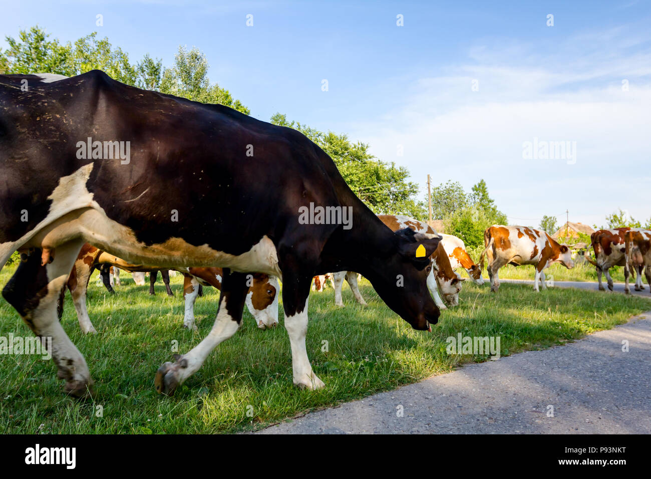 Farmer rancher cattle drive hi-res stock photography and images - Alamy