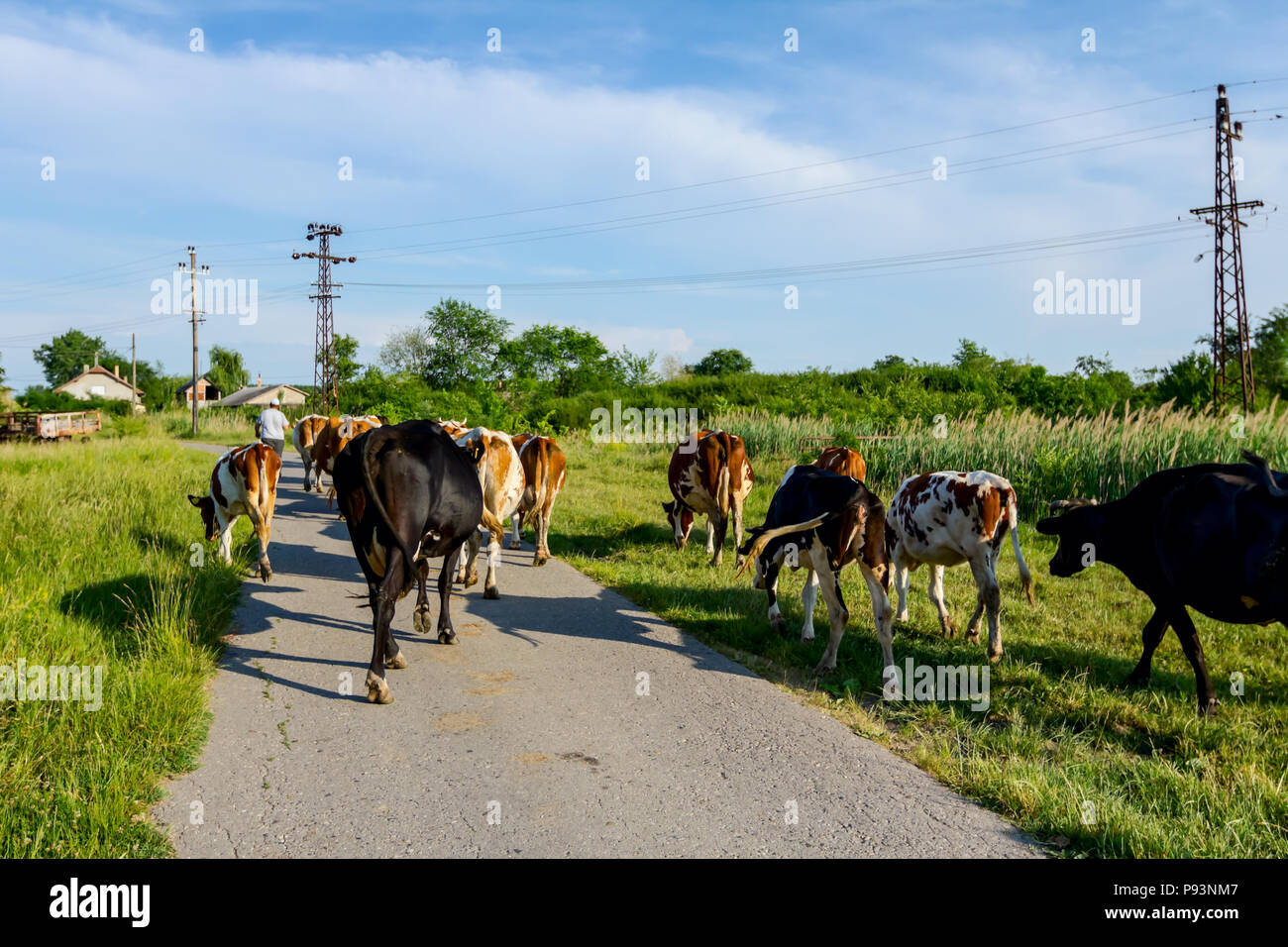 Rancher driving cattle hi-res stock photography and images - Alamy