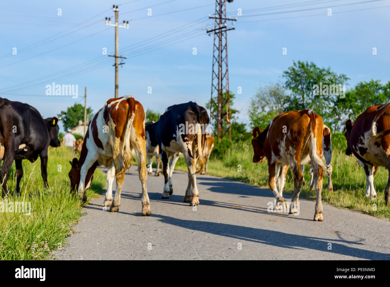 Farmer rancher cattle drive hi-res stock photography and images - Alamy