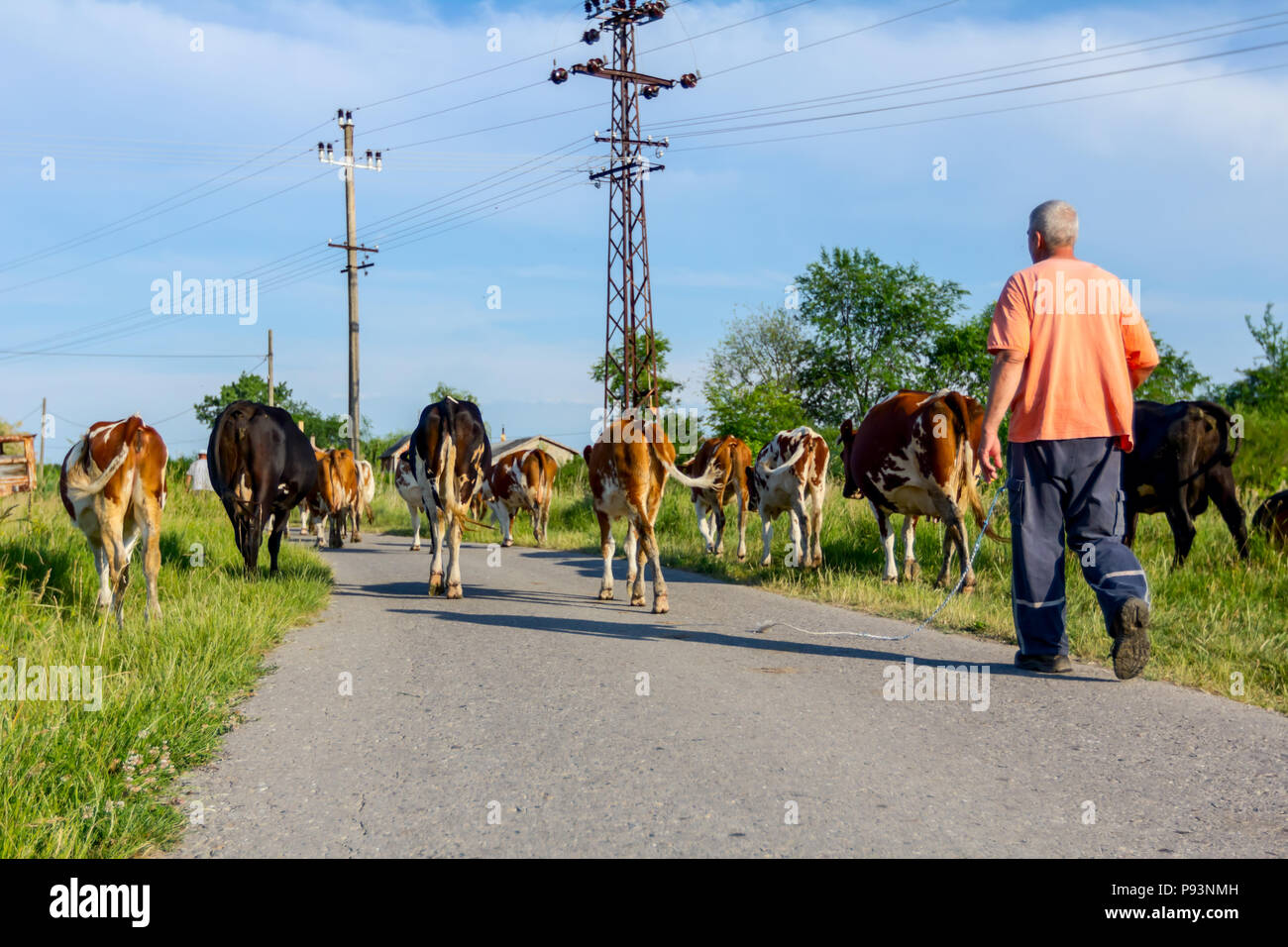 Farmer rancher cattle drive hi-res stock photography and images - Alamy