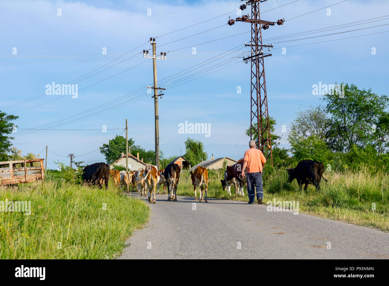 Rancher Driving Cattle High Resolution Stock Photography and Images - Alamy