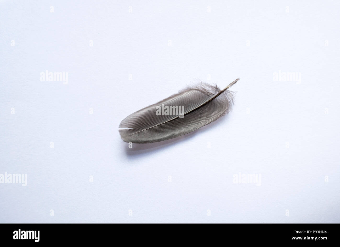 Flight feather hi-res stock photography and images - Alamy