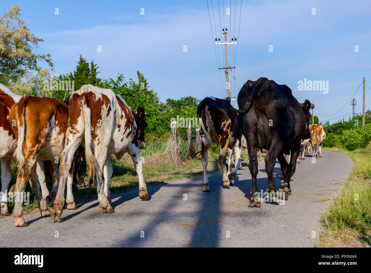 Rancher Driving Cattle High Resolution Stock Photography and Images - Alamy