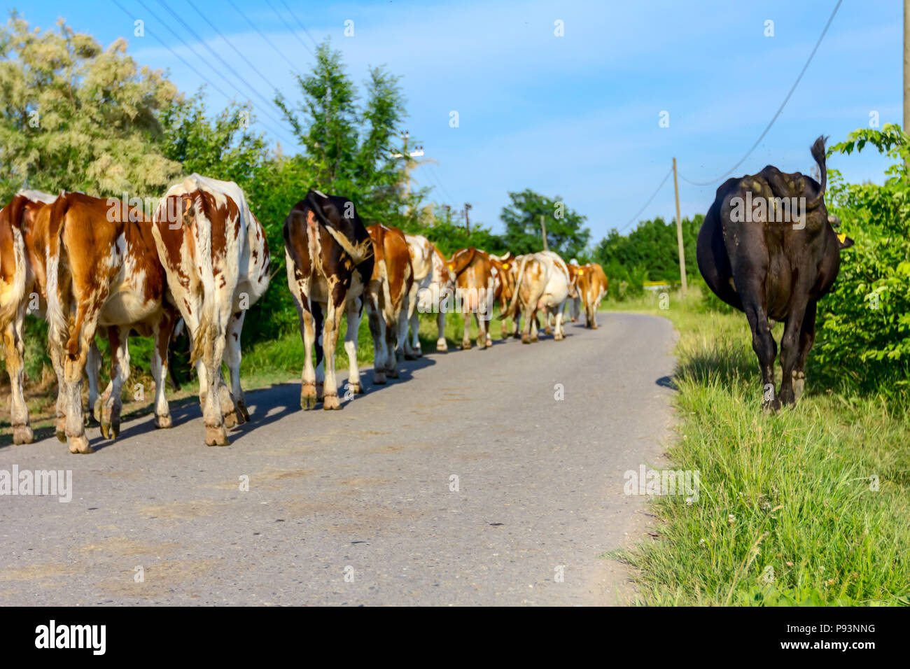 Farmer rancher cattle drive hi-res stock photography and images - Alamy