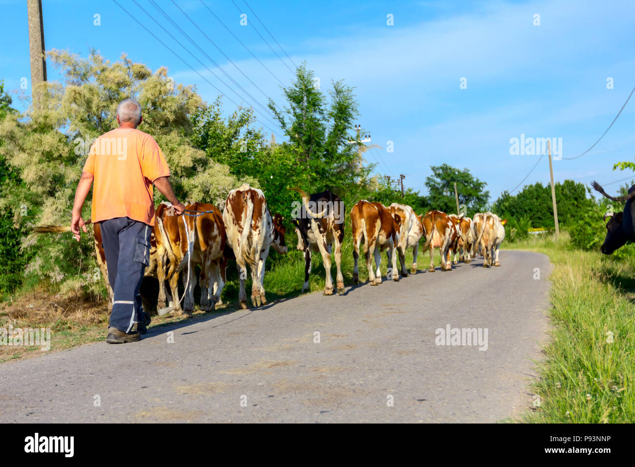 Farmer rancher cattle drive hi-res stock photography and images - Alamy