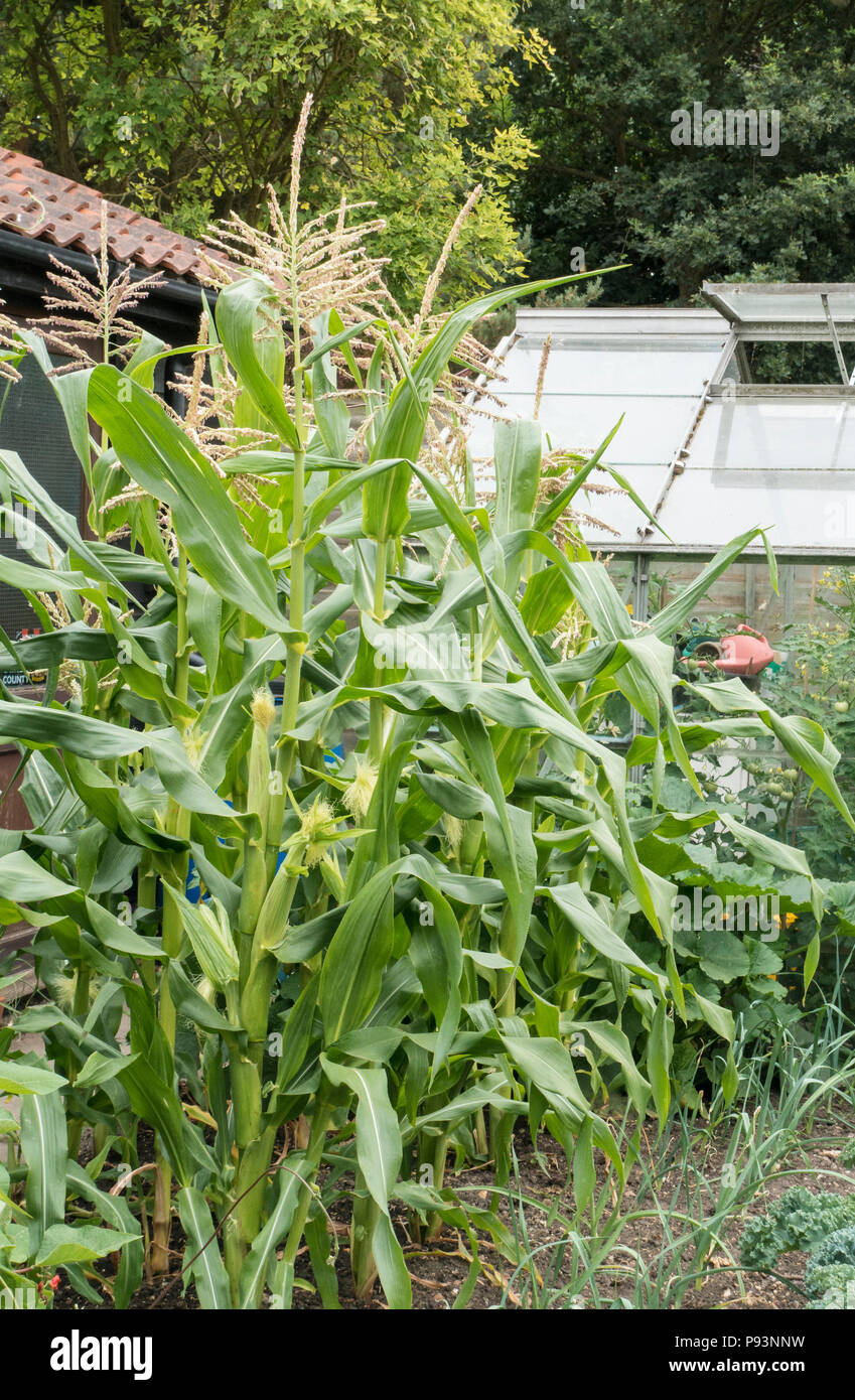 Sweetcorn plant hi-res stock photography and images - Alamy