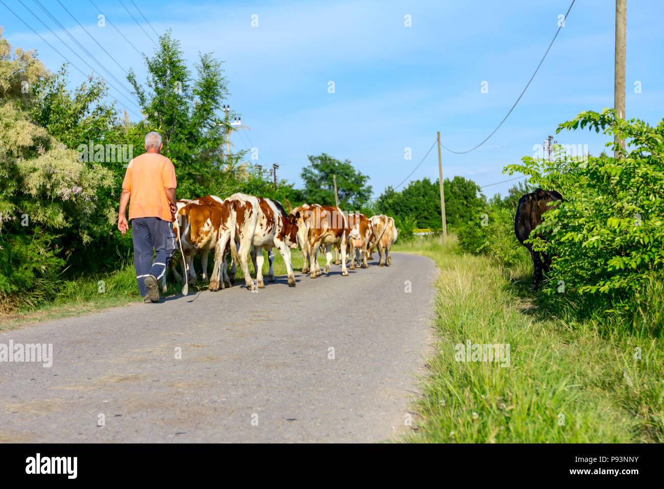 Rancher driving cattle hi-res stock photography and images - Alamy