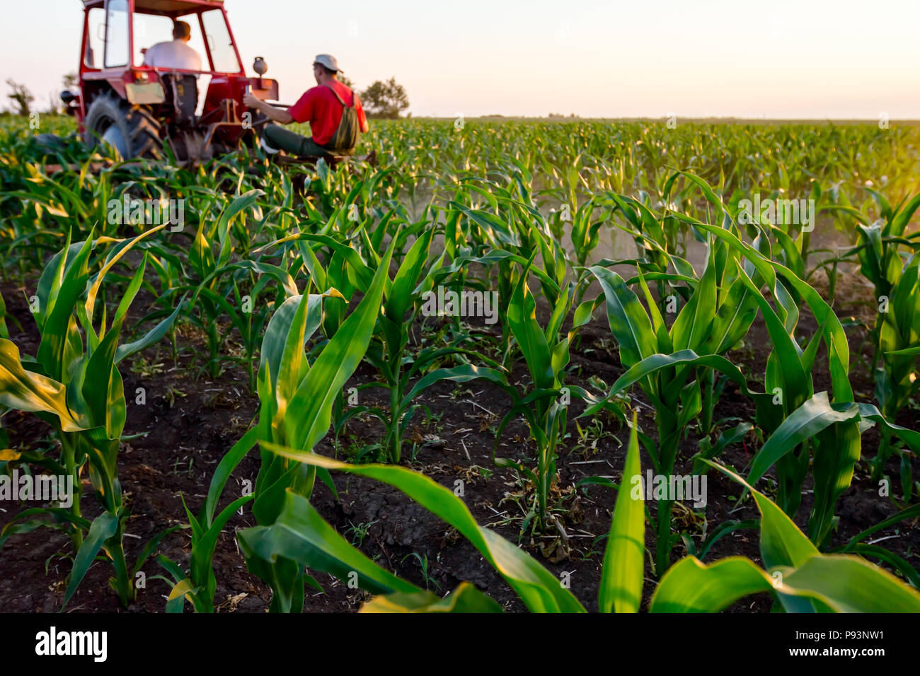 Tractor With Cultivating Corn Side View Of Tractor Planting Corn Seed