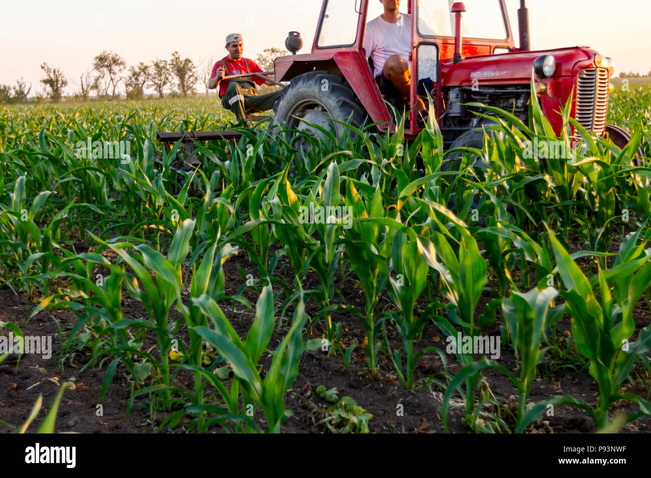 Farmers with tractor are cultivating field with young corn by dragging ...