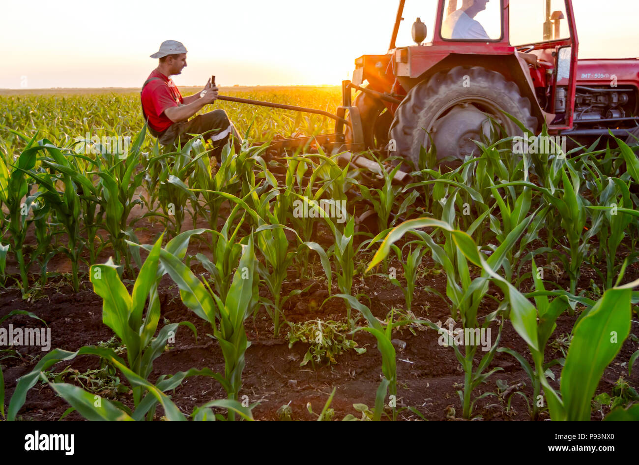 Farmers with tractor are cultivating field with young corn by dragging ...