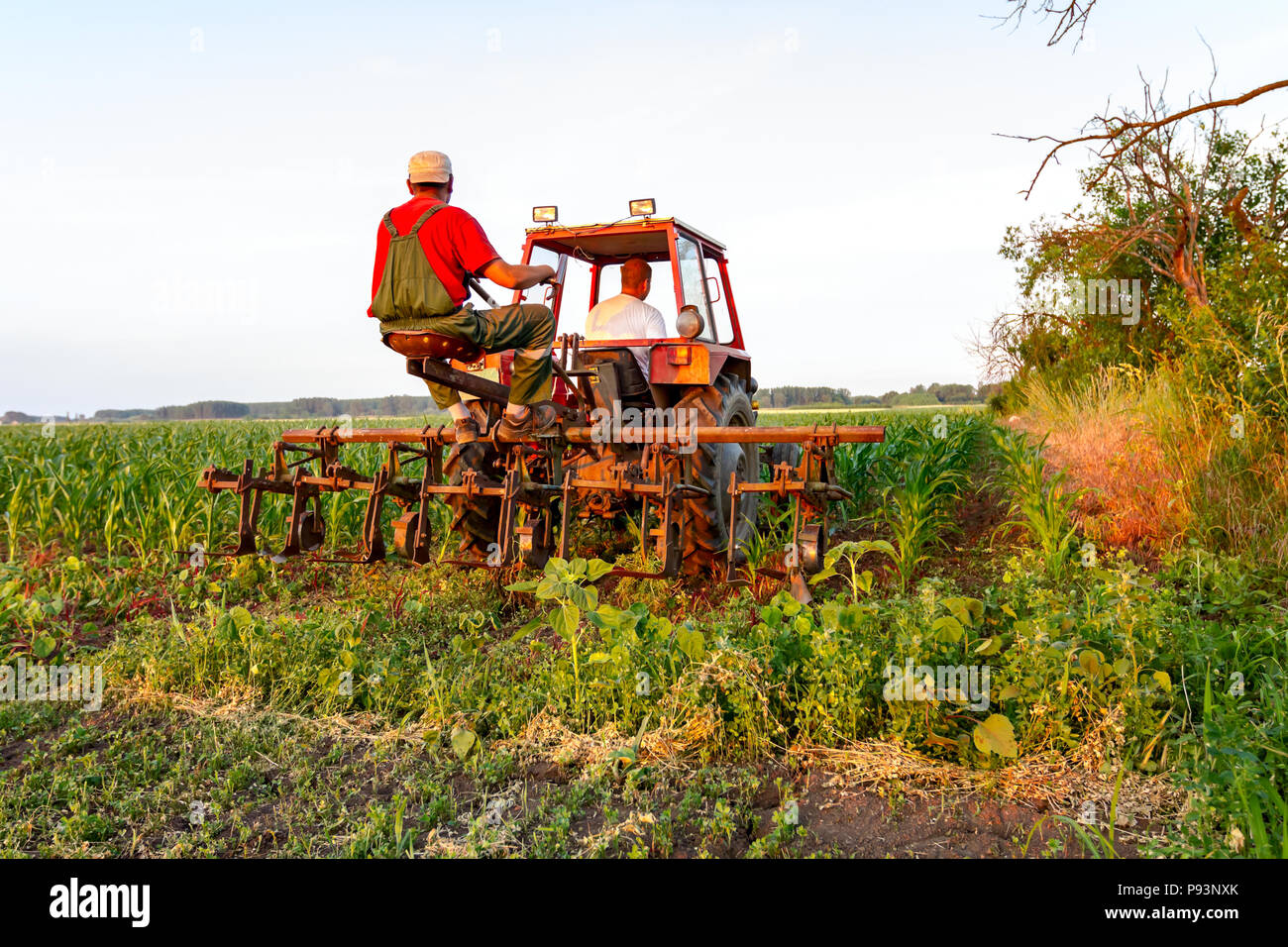 Farmers with tractor are cultivating field with young corn by dragging ...