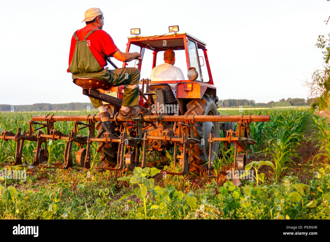 Farmers with tractor are cultivating field with young corn by dragging ...