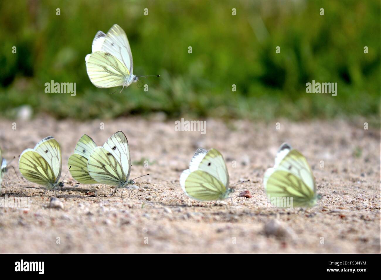 Butterfly collection hi-res stock photography and images - Alamy