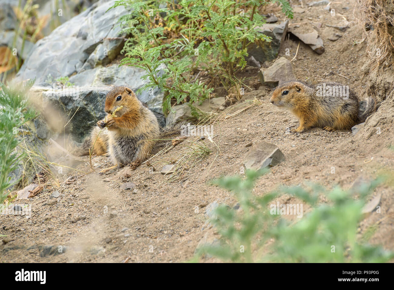 Gopher gophers ground squirrel hi-res stock photography and images - Alamy