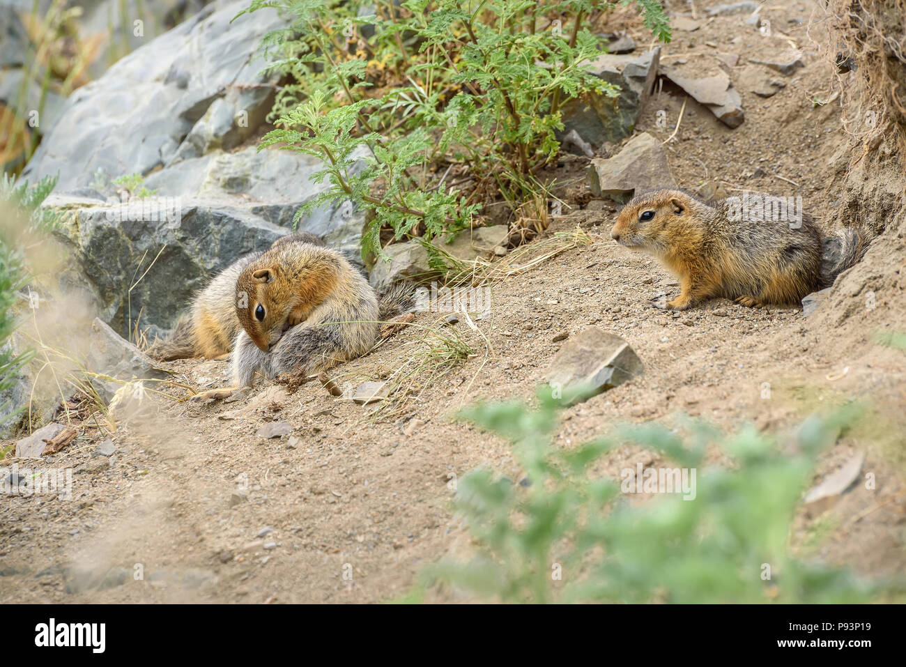 Gopher gophers ground squirrel hi-res stock photography and images - Alamy