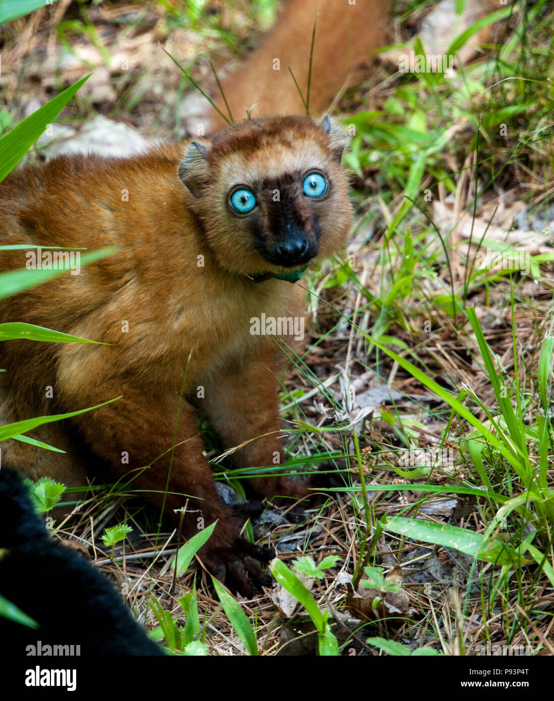 Mouse lemur bamboo hi-res stock photography and images - Alamy