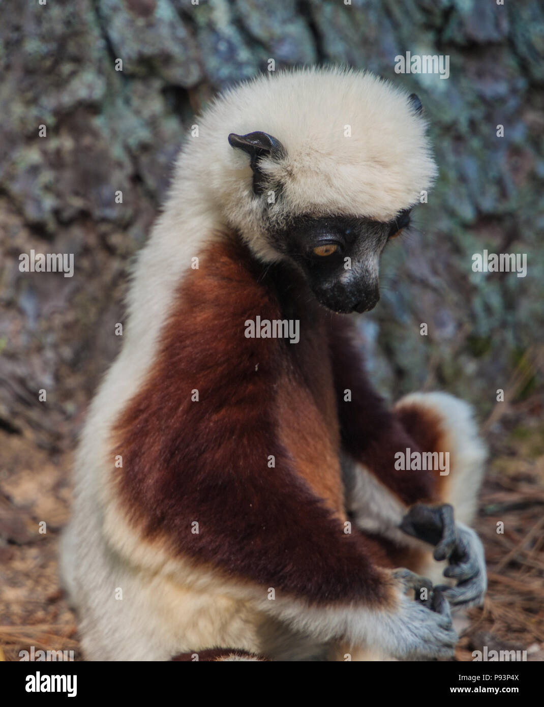 Sifaka lemur madagascar blue hi-res stock photography and images - Alamy