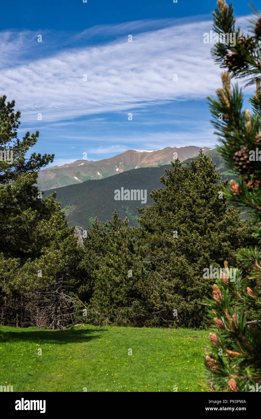 Mountain pines in the spanish pyrenees hi-res stock photography and ...