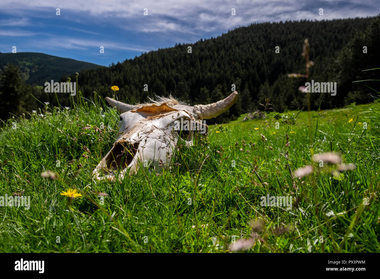 Horned cows skull in a meadow in the Catalonian Pyrenees, Spain Stock ...