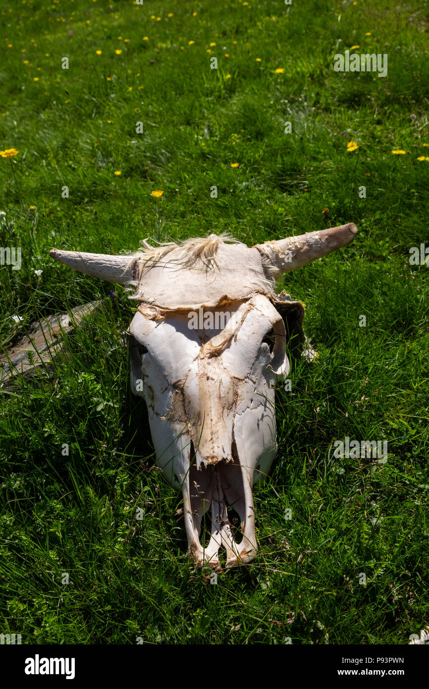 Horned cows skull in a meadow in the Catalonian Pyrenees, Spain Stock ...