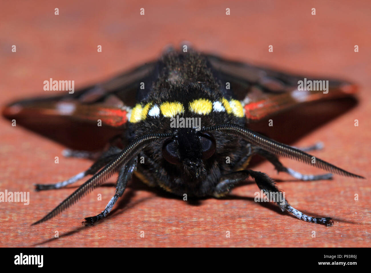 Panama creature hi-res stock photography and images - Alamy