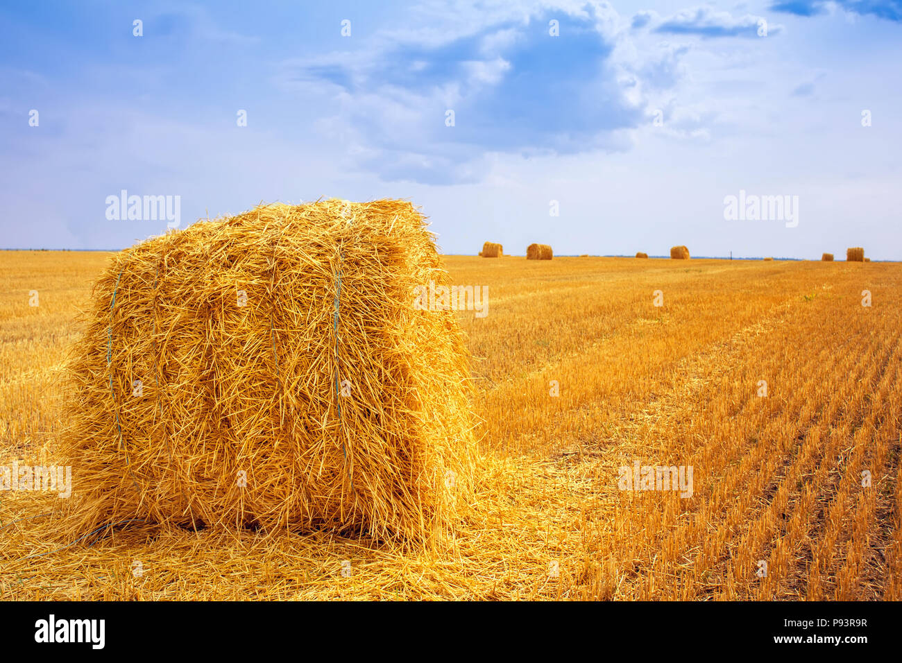 Harvest gold and natural hi-res stock photography and images - Alamy