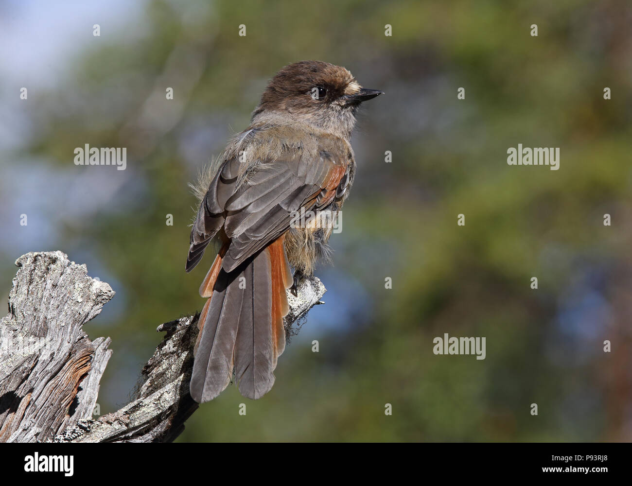Siberian jay, Perisoreus infaustus Stock Photo - Alamy