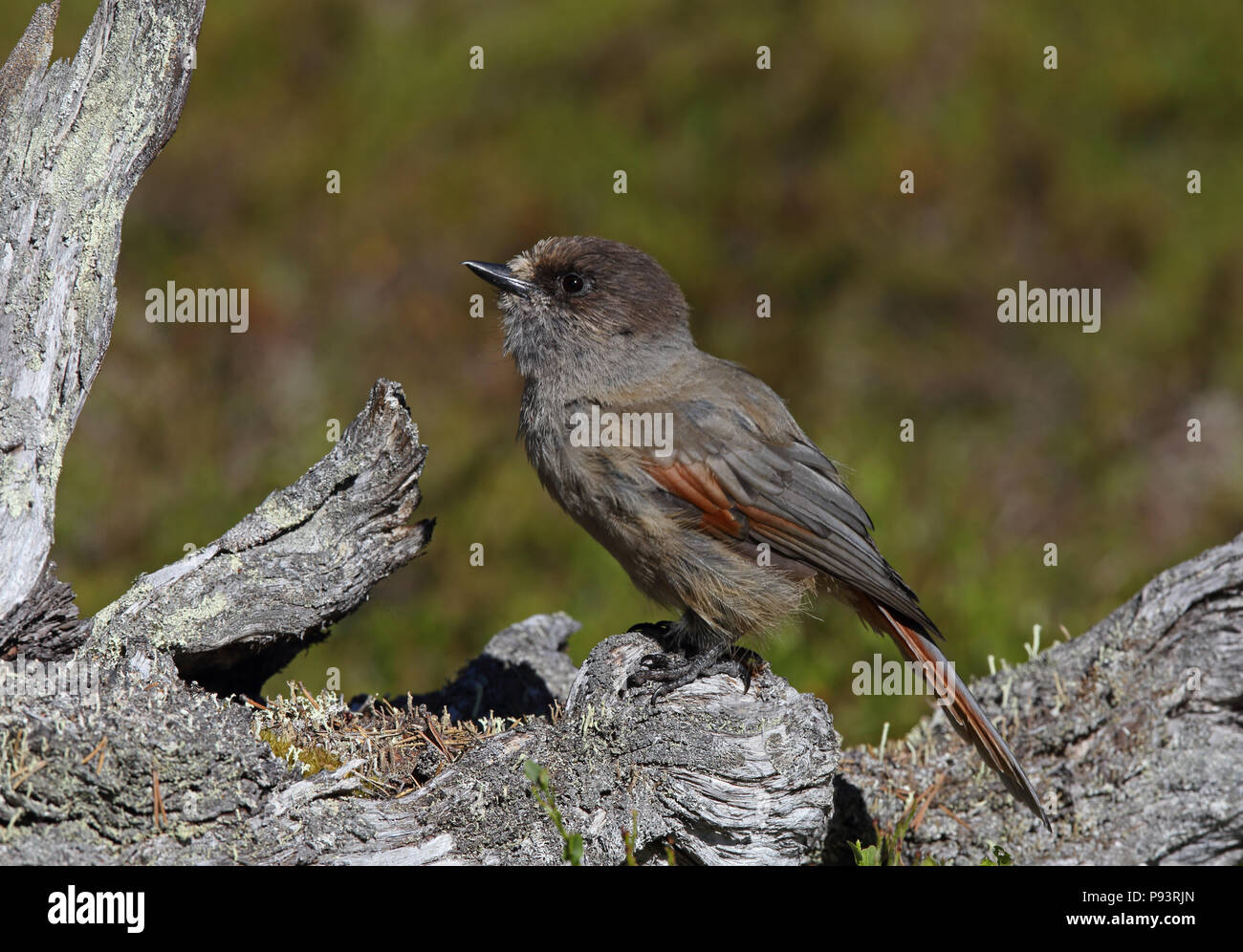 Siberian jay, Perisoreus infaustus Stock Photo - Alamy