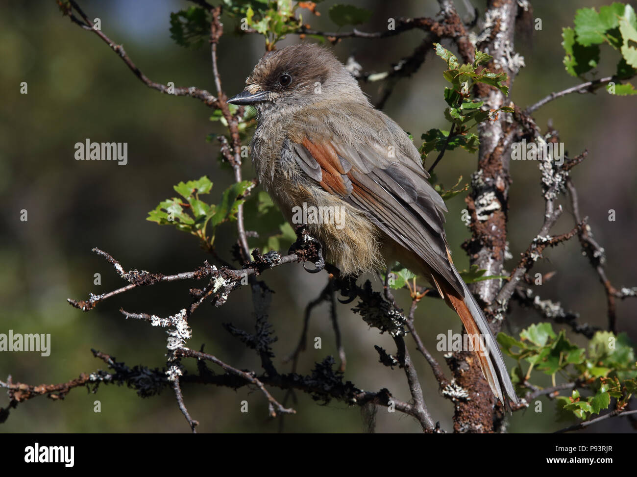 Siberian jay, Perisoreus infaustus Stock Photo - Alamy