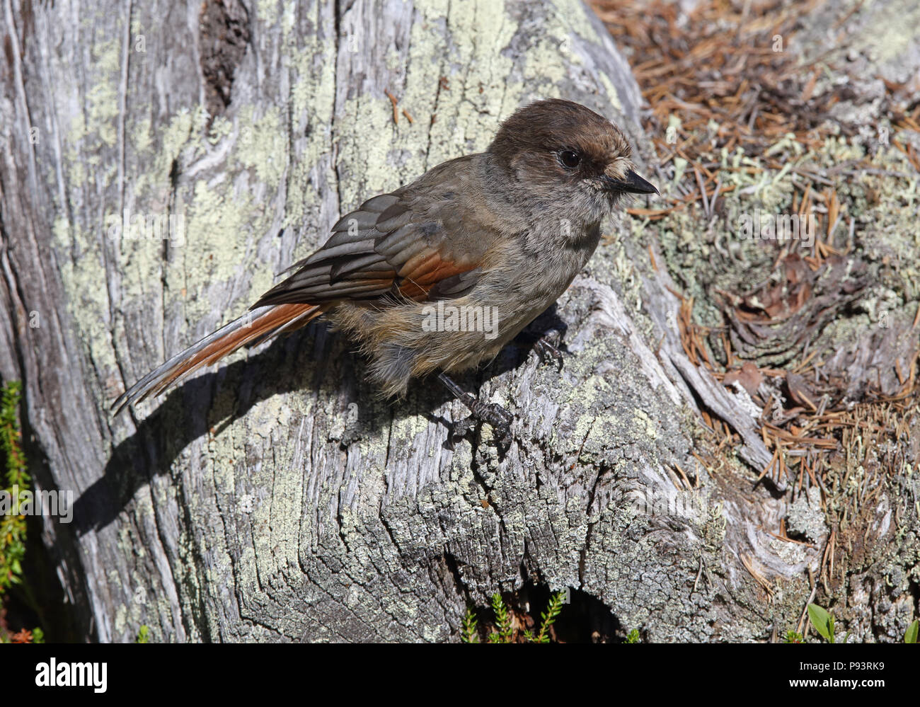 Siberian jay, Perisoreus infaustus, perched on a dead tree log Stock ...