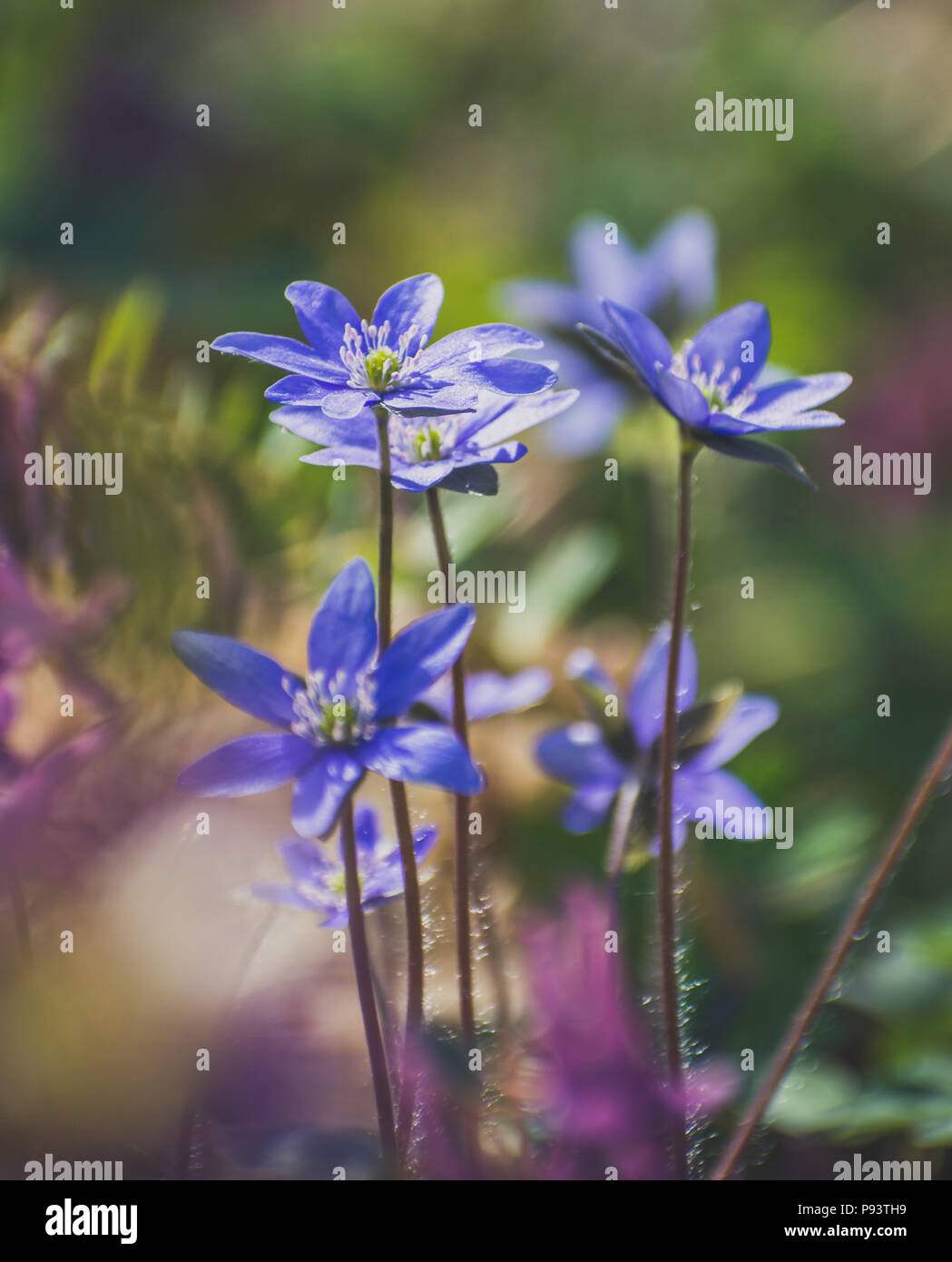 Violet forest hi-res stock photography and images - Alamy