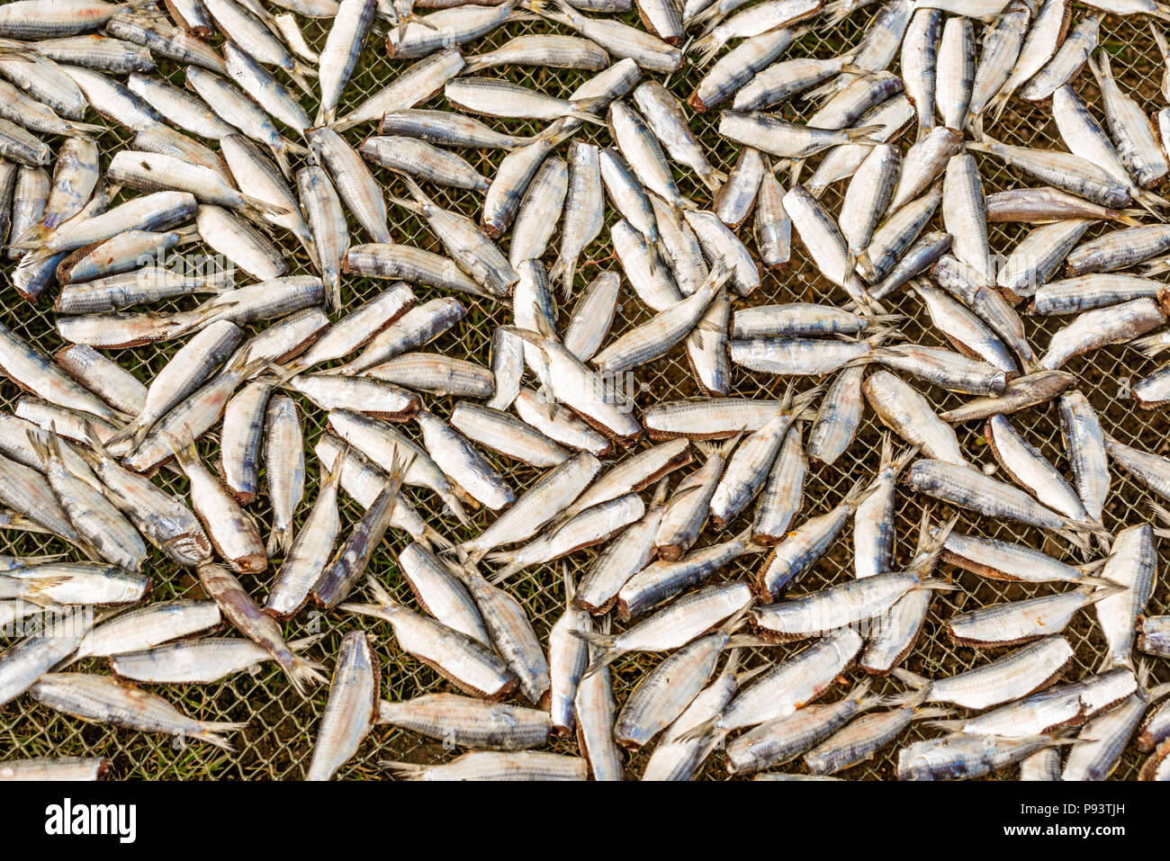 Image of the fishes dried on the sun as travelling thru small fisherman ...