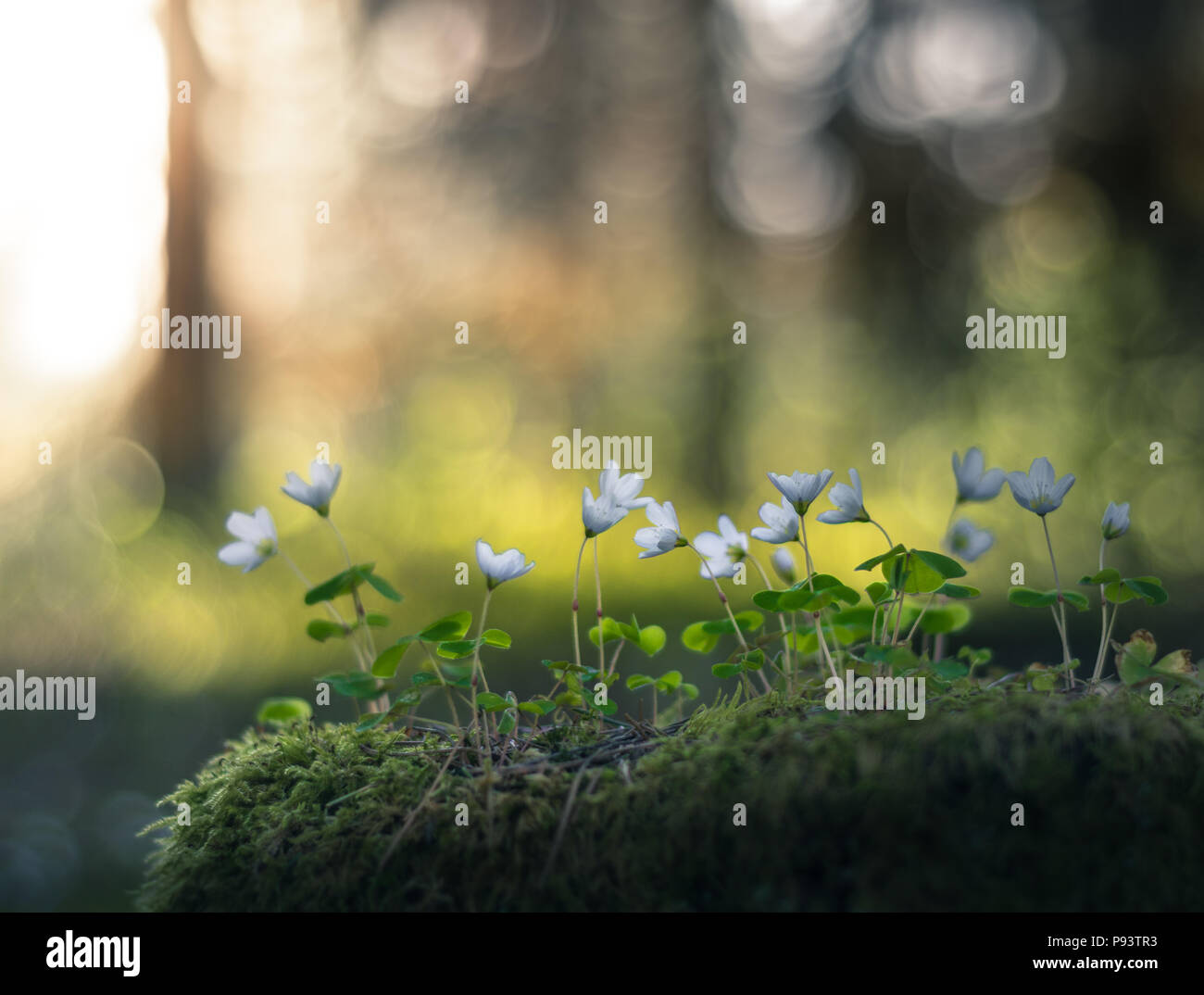 Lighted flower hi-res stock photography and images - Alamy