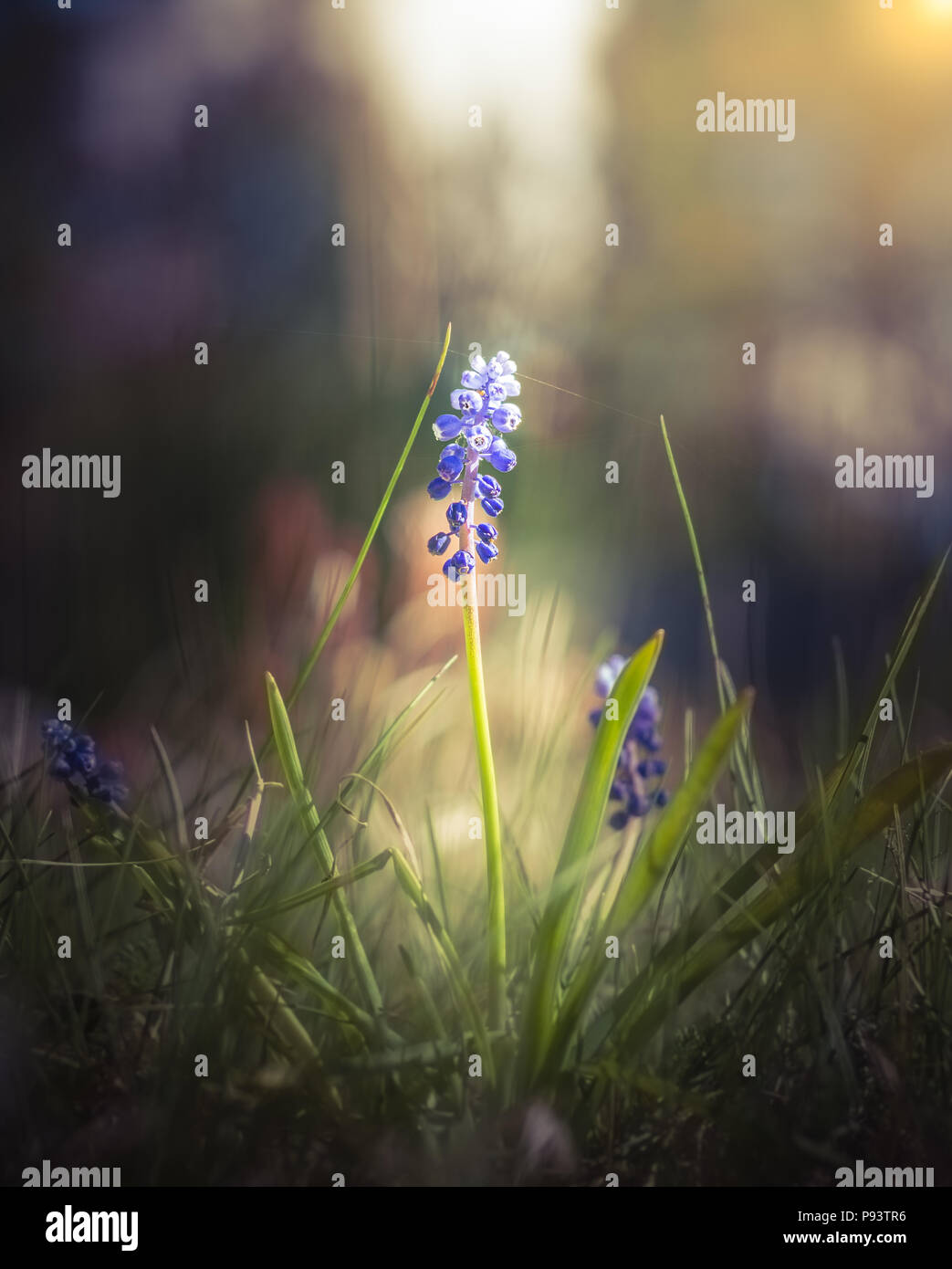 Lighted flower hi-res stock photography and images - Alamy