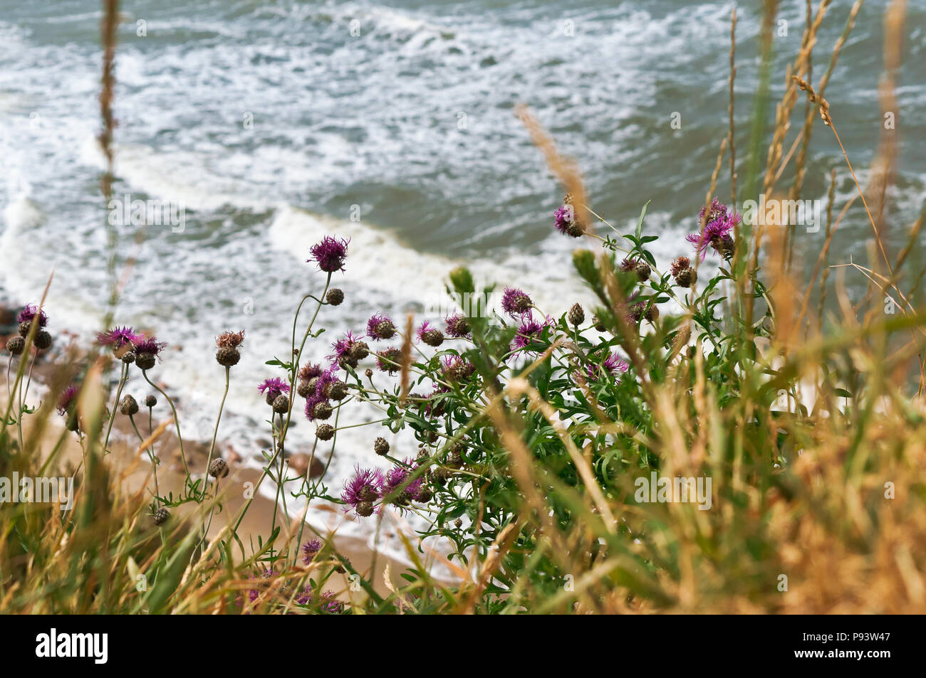 flowers Thistle on the beach, sea coast view from the cliff top Stock ...
