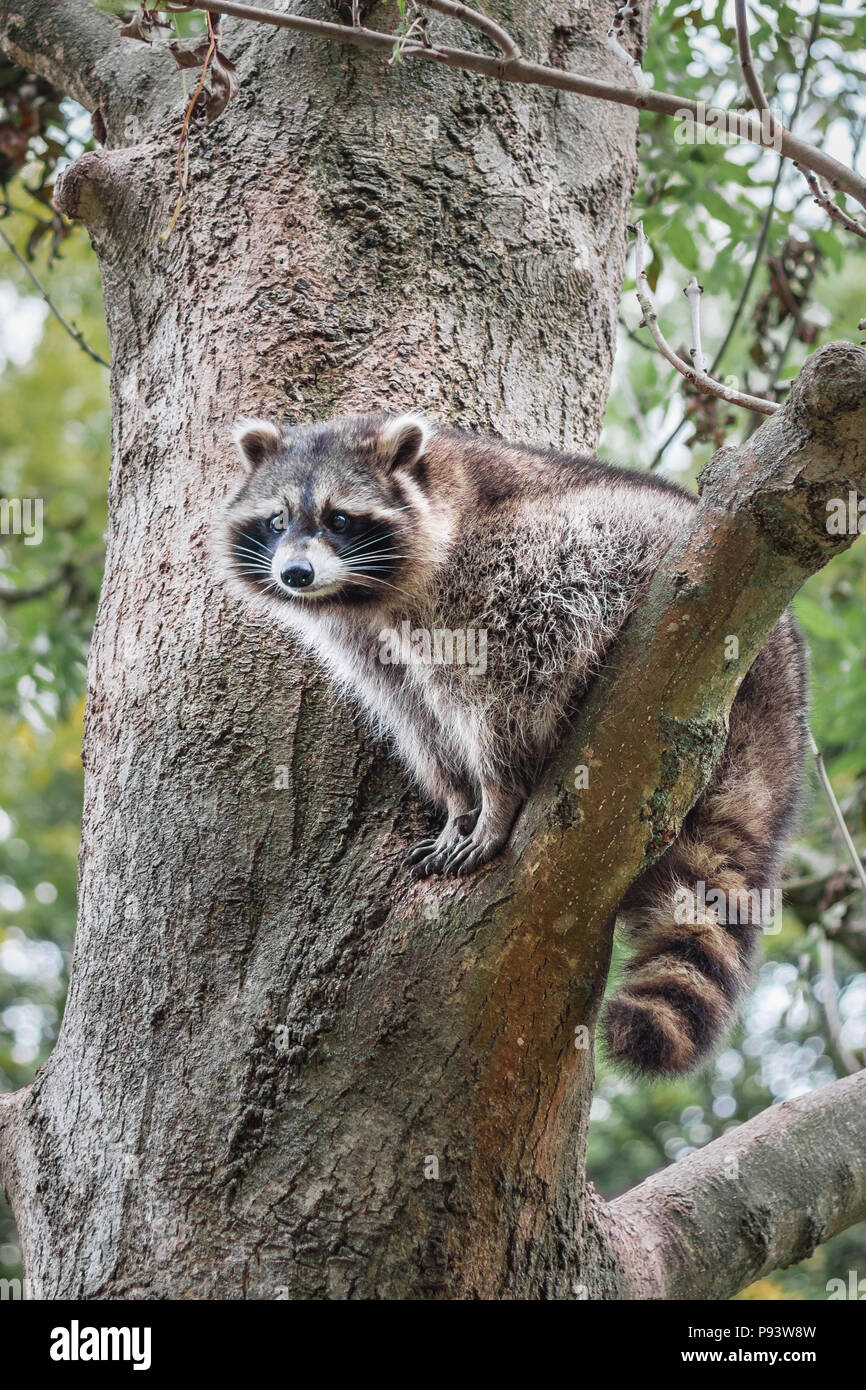 Raccoon in the tree Stock Photo - Alamy
