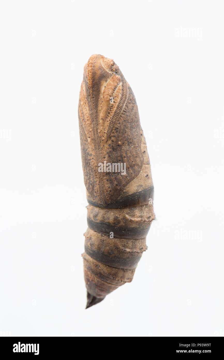 Moth Chrysalis High Resolution Stock Photography and Images - Alamy