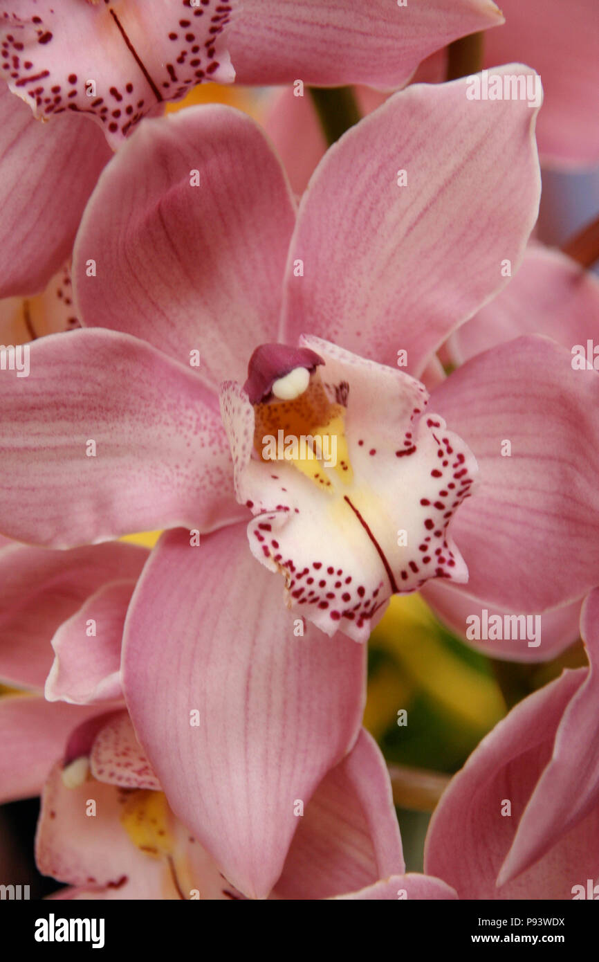 Sympodial orchids hi-res stock photography and images - Alamy