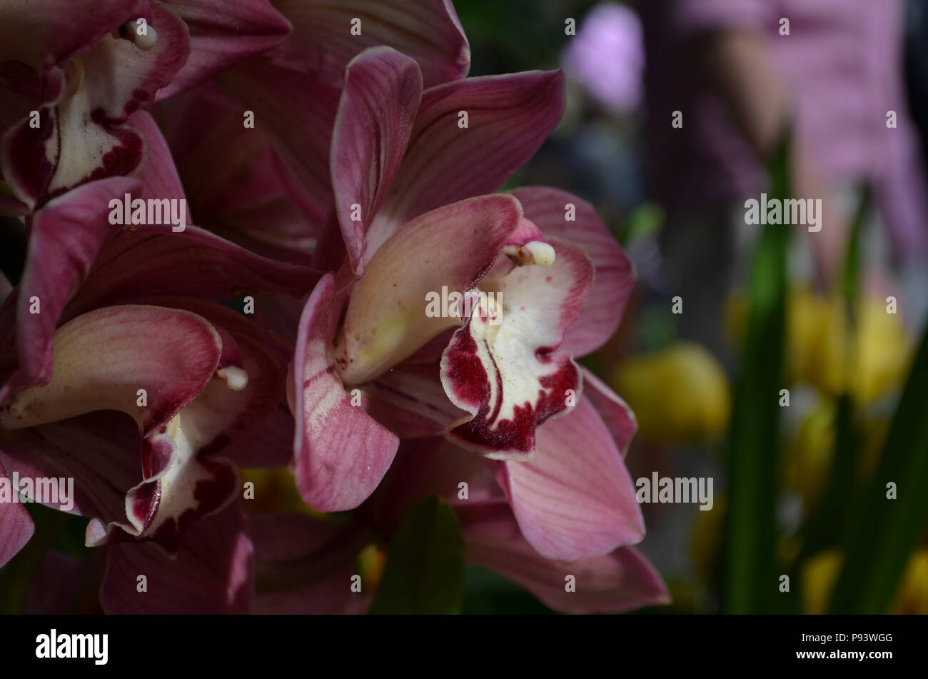 Sympodial orchids hi-res stock photography and images - Alamy