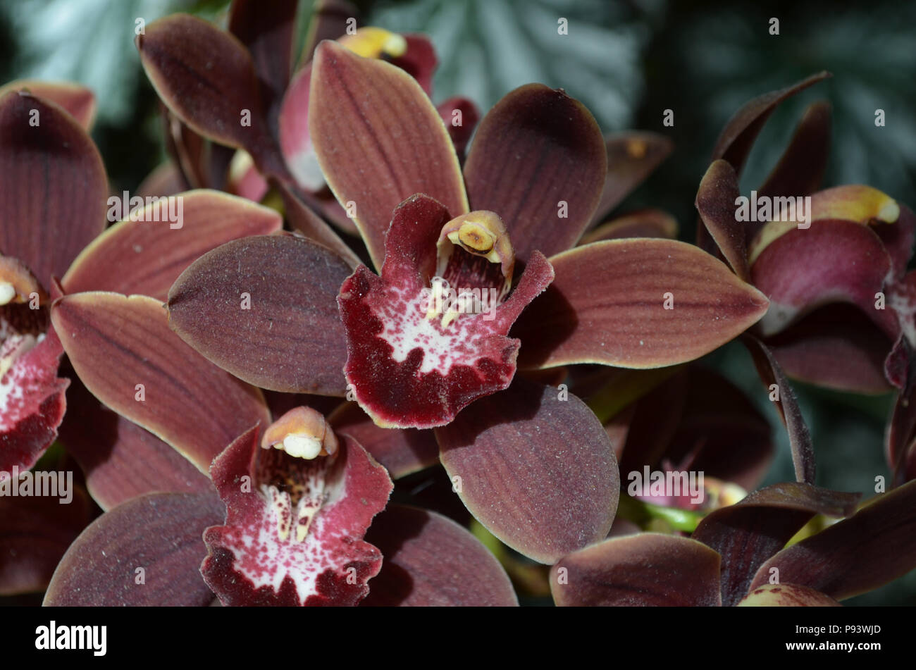 Garden with dark red orchids flowering Stock Photo - Alamy