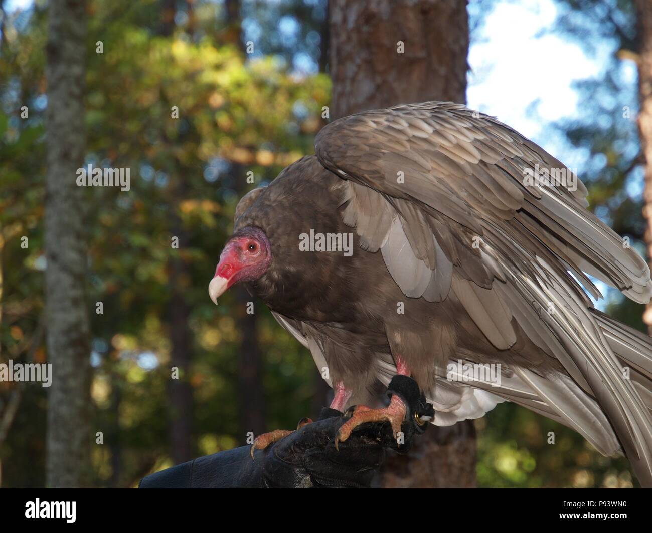 raptor owl eagle hawk kite vulture Stock Photo - Alamy