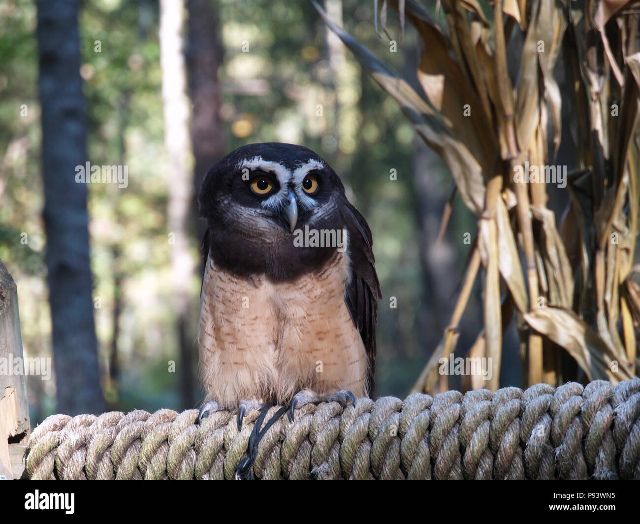 raptor owl eagle hawk kite vulture Stock Photo - Alamy