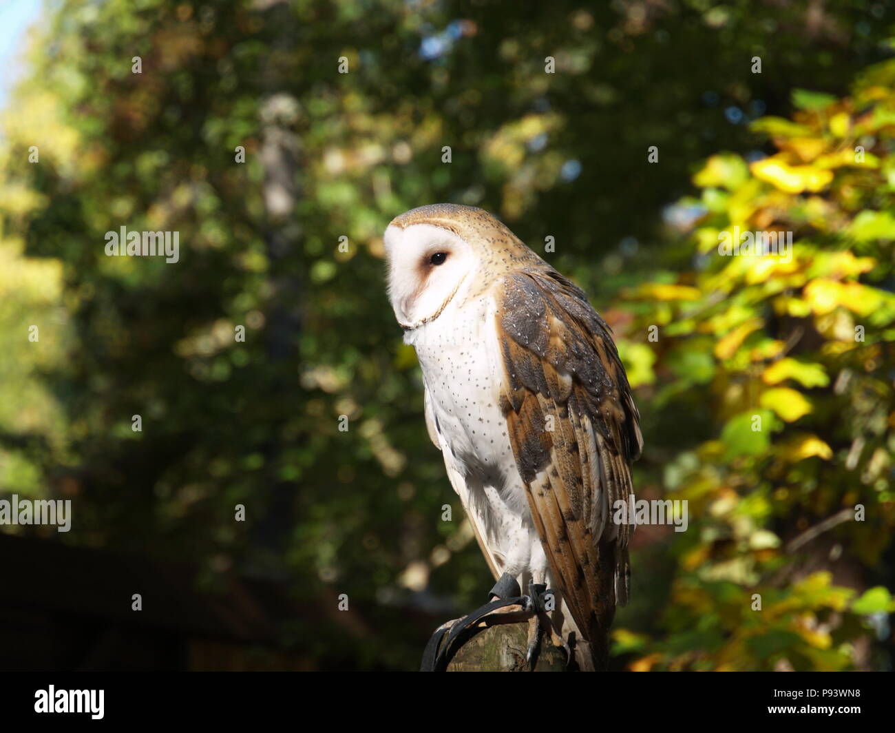 raptor owl eagle hawk kite vulture Stock Photo - Alamy