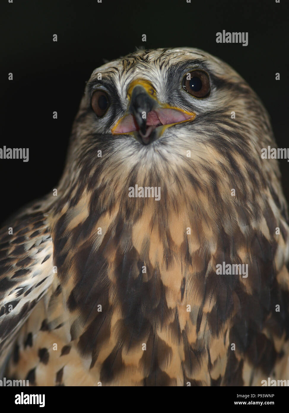 raptor owl eagle hawk kite vulture peregrine kestrel falconry falcon ...